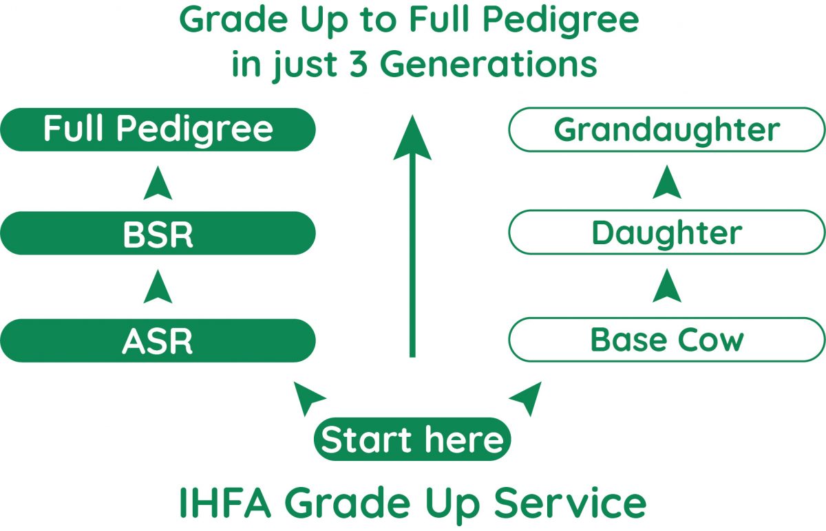 Grade Up - IHFA