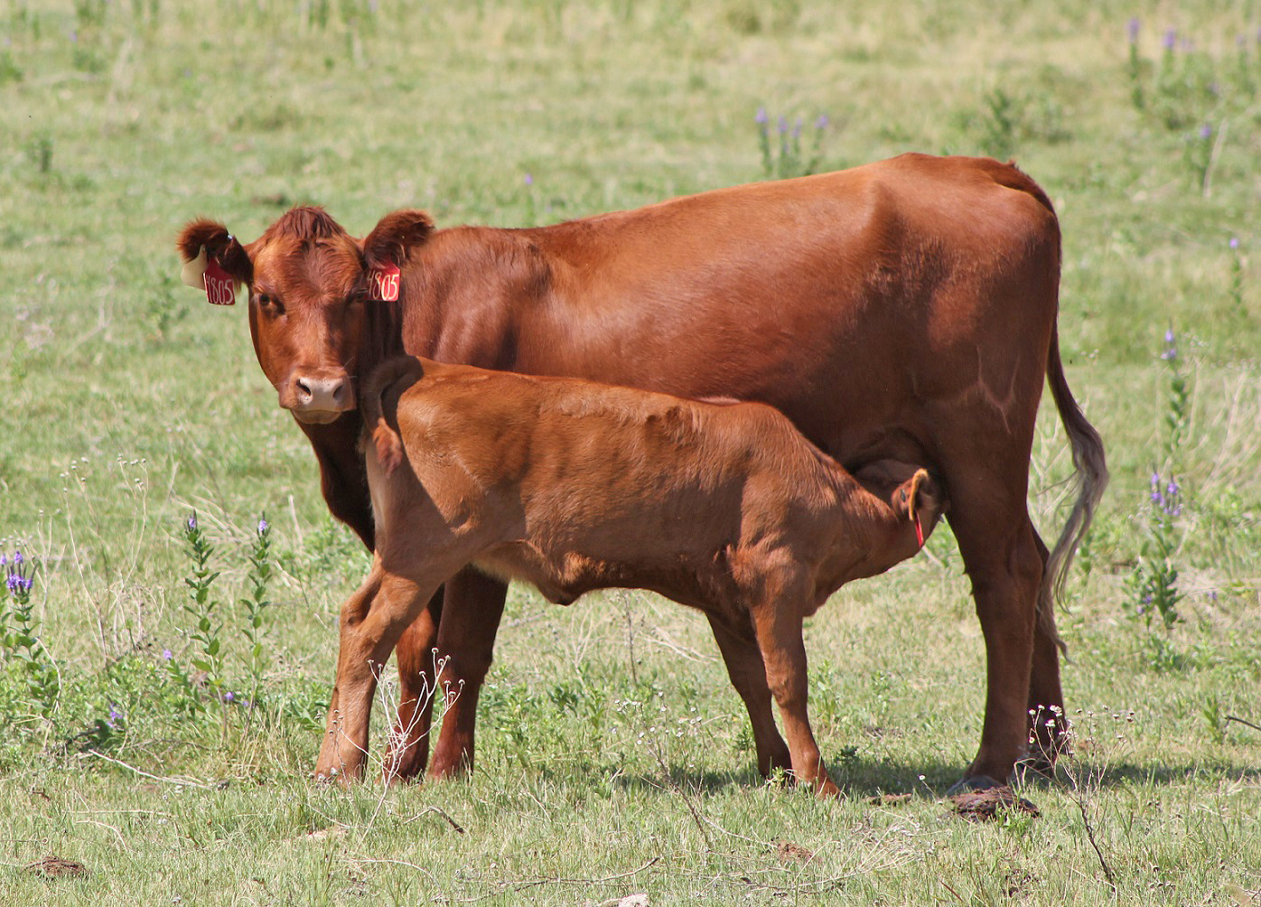 Pedigree Registered Heifers average €1,872 at March Carnaross Sale. - IHFA