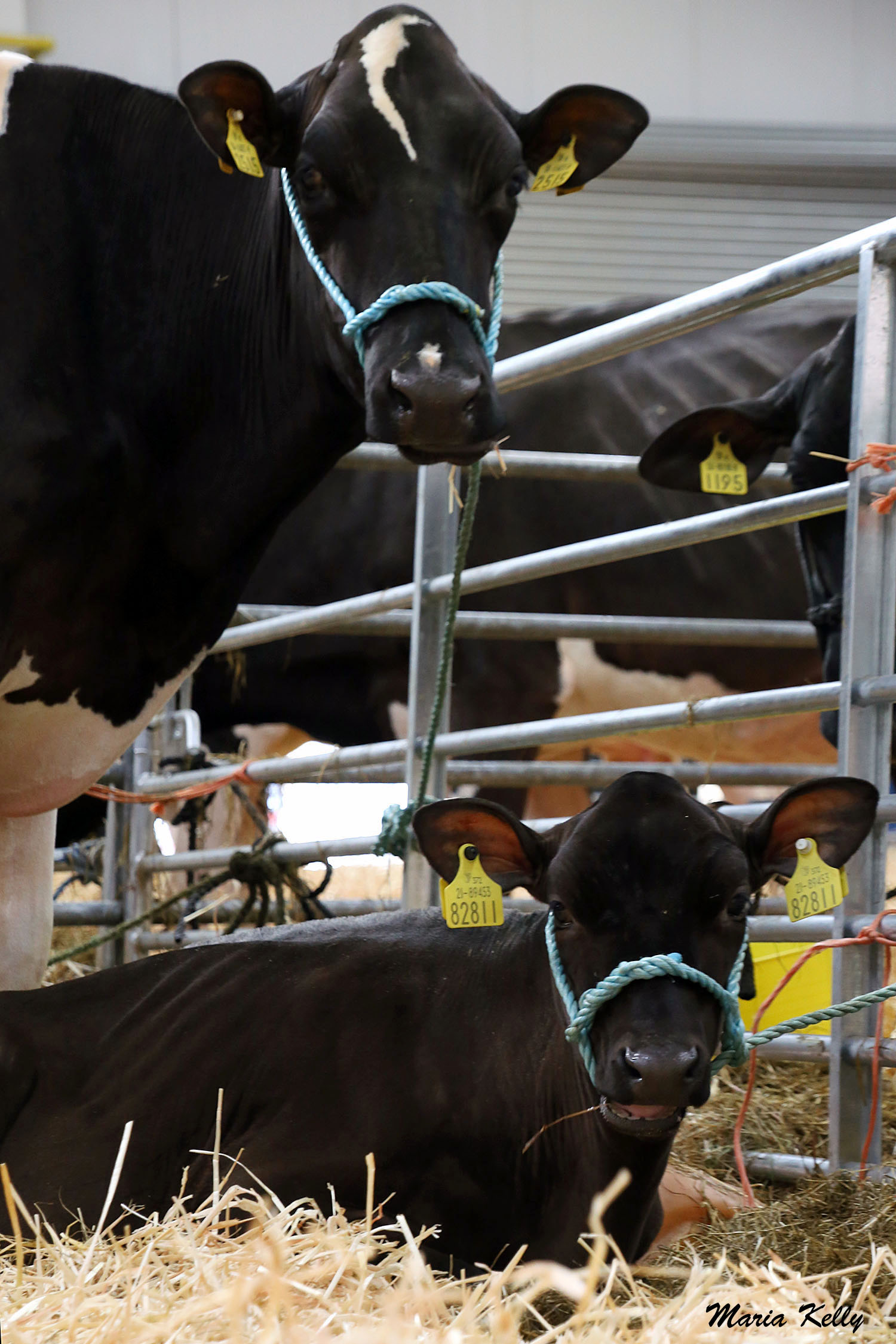 Animal Movement Permits - IHFA