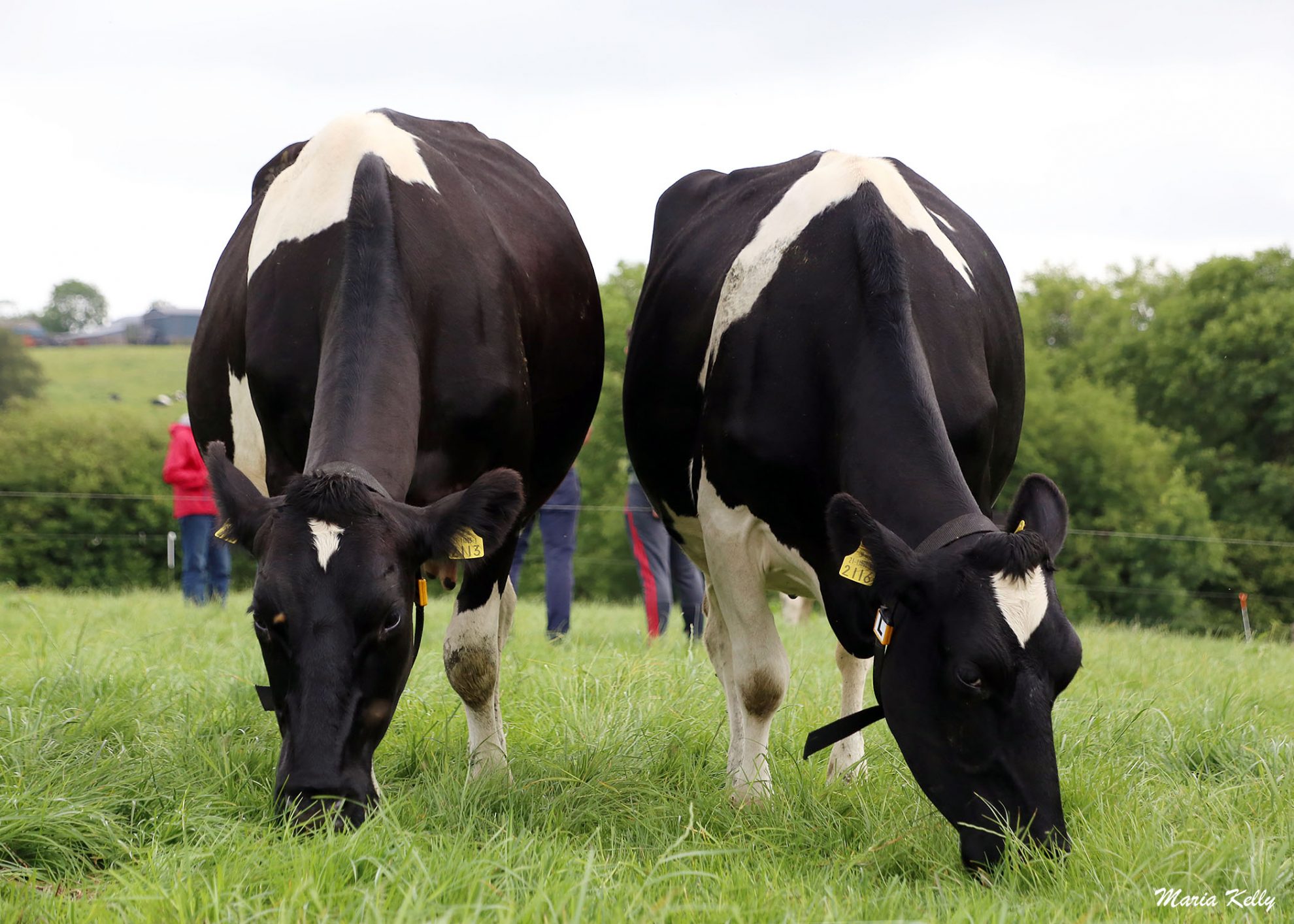 Cow Reports Archives - IHFA