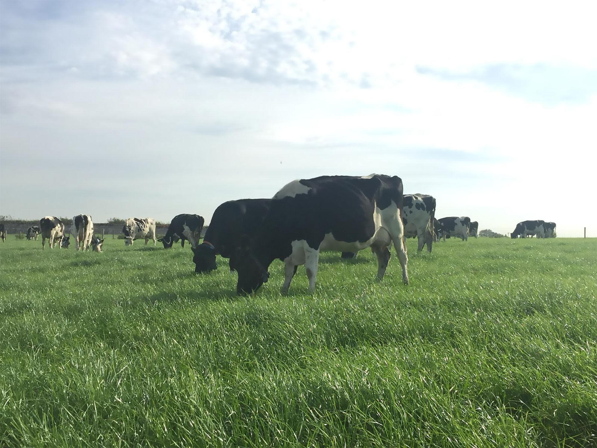 UCD Lyons Research Farm – Update 2018 - IHFA