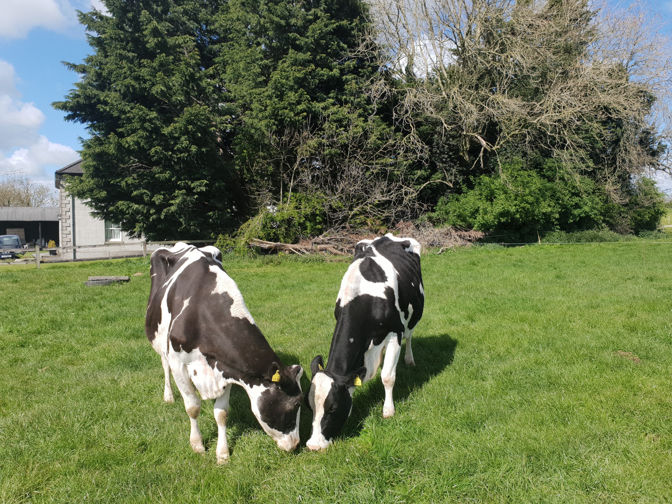 Breeder Profiles - IHFA