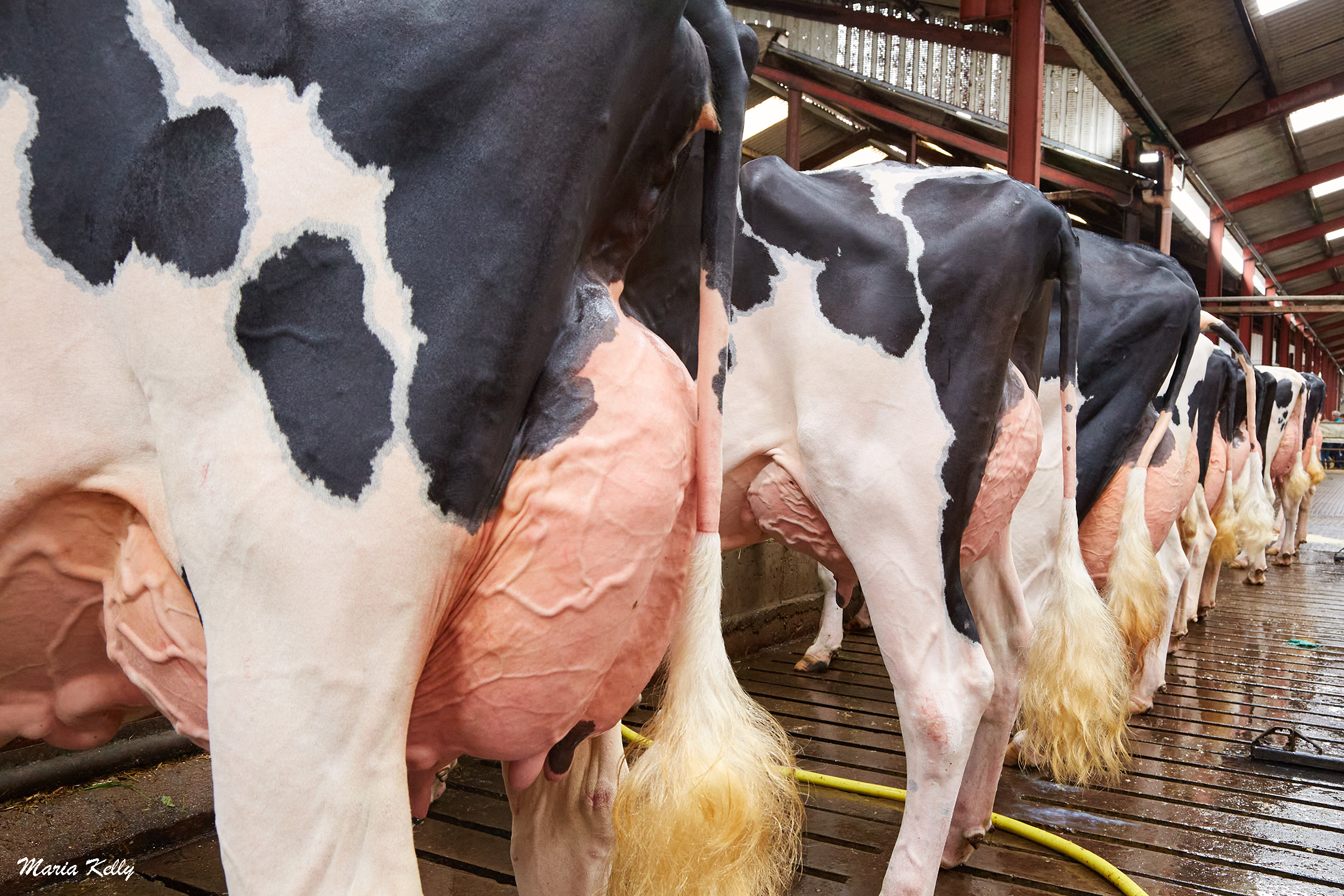 All Ireland Award Results 2022 - IHFA