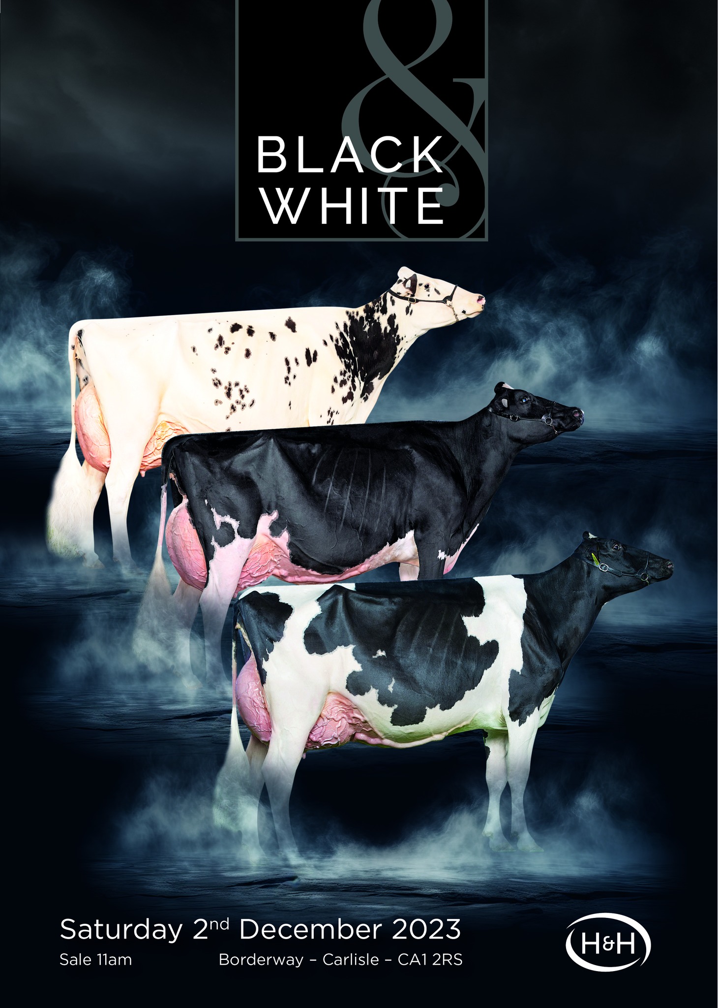 Irish Calves Excel at Black & White Sale - IHFA